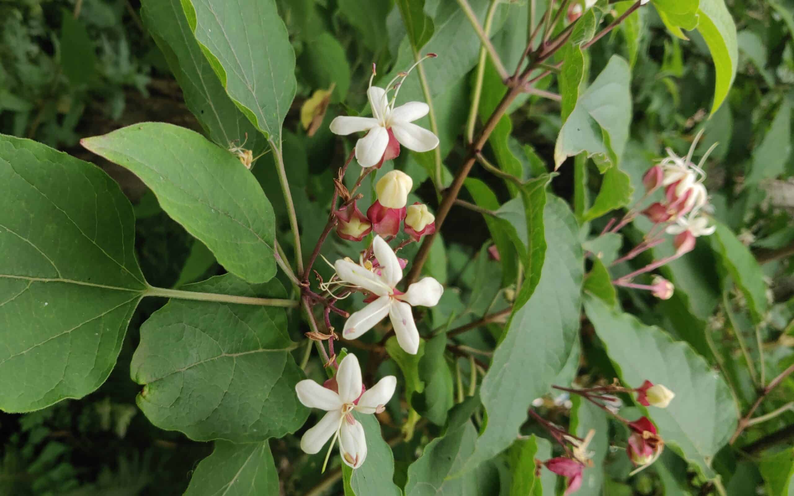 Clerodendrum trichotomum - Botanischetuin Zuidas