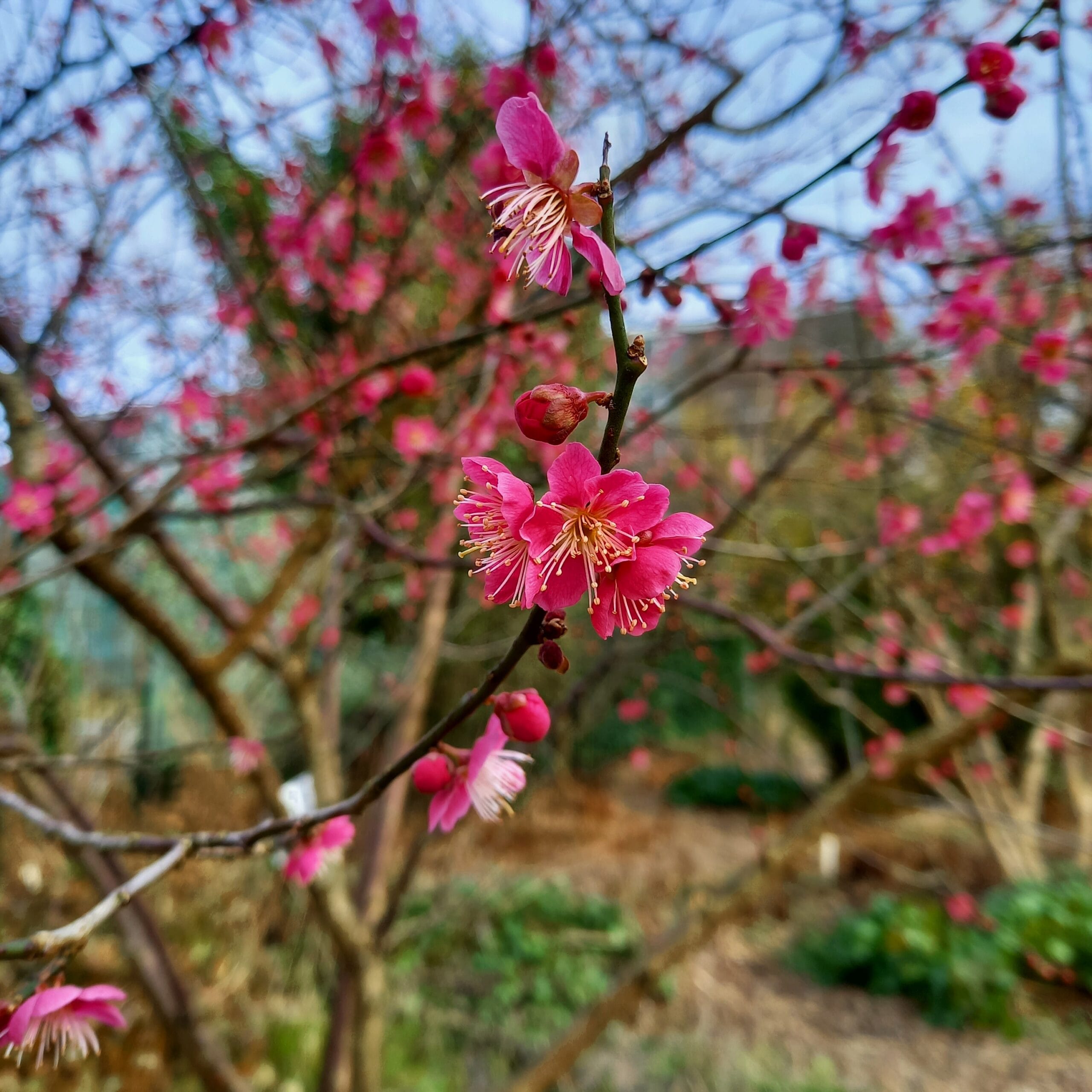 Prunus mume ‘Beni-Chidori’ - Botanischetuin Zuidas